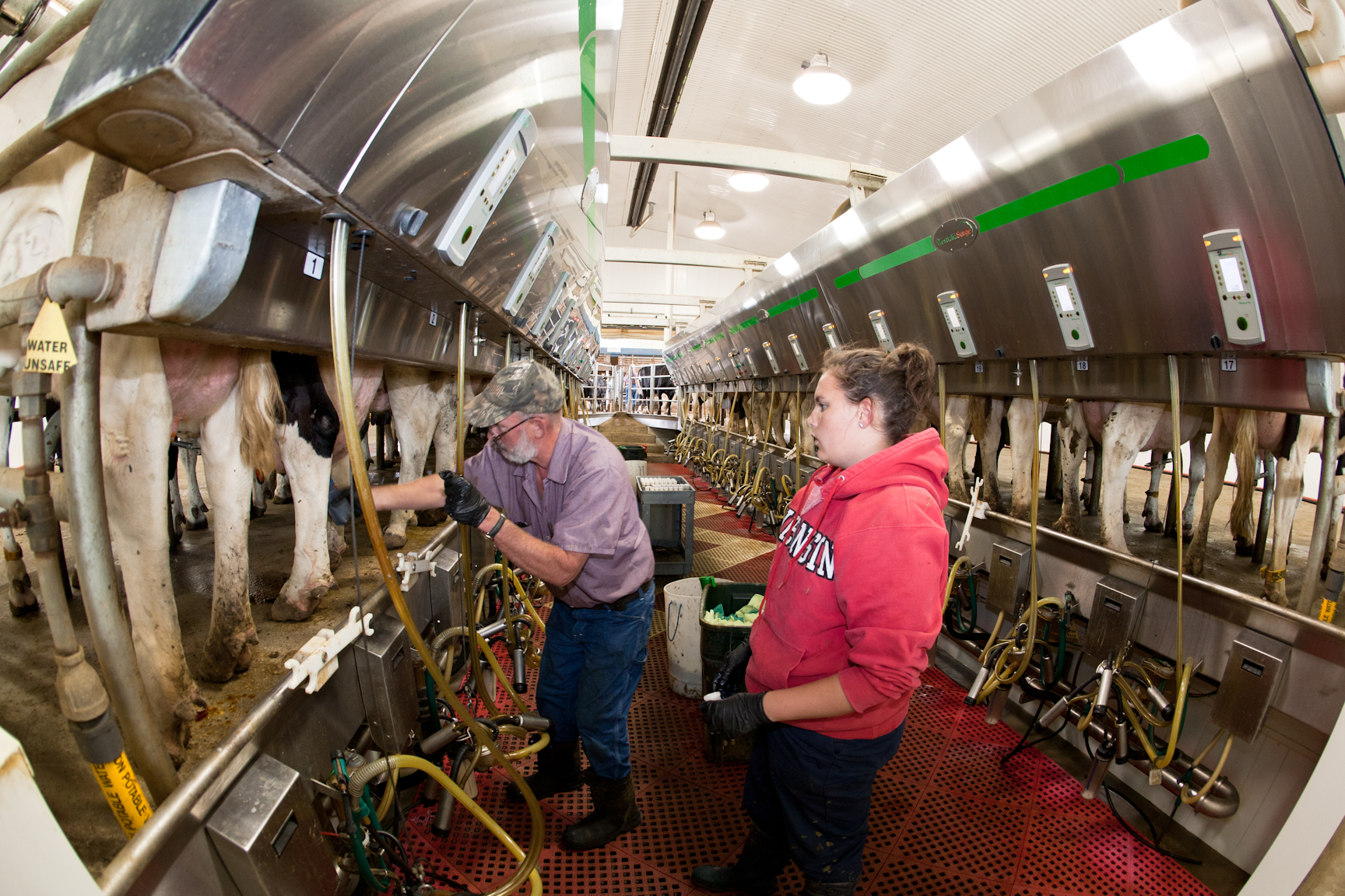 Arlington Milking Parlor – Dairy Science